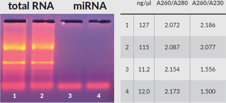 Universal RNA/miRNA Purification Kit - EURx